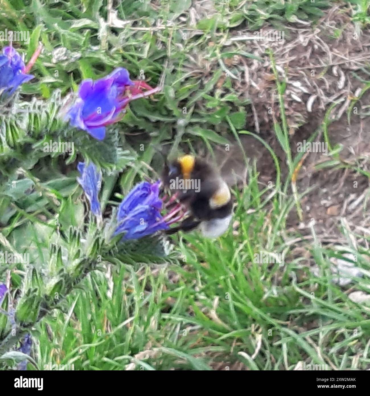 White-tailed Bumble Bee (Bombus lucorum) Insecta Stock Photo - Alamy