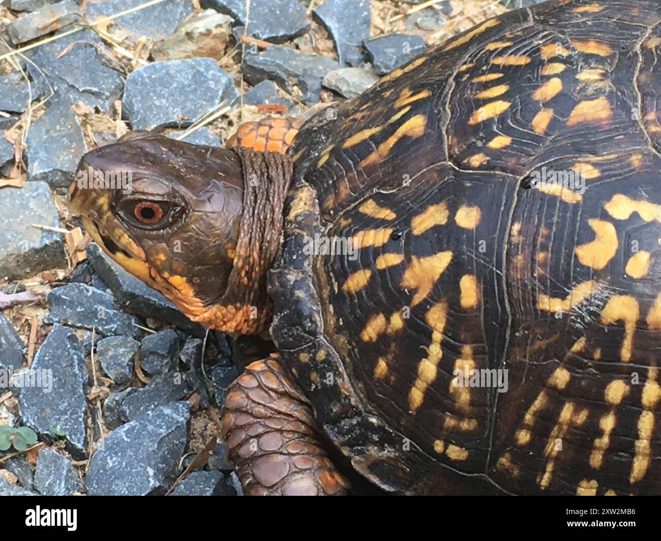 Eastern Box Turtle (Terrapene carolina carolina) Reptilia Stock Photo ...