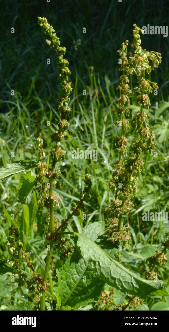 broad-leaved dock (Rumex obtusifolius) Plantae Stock Photo - Alamy