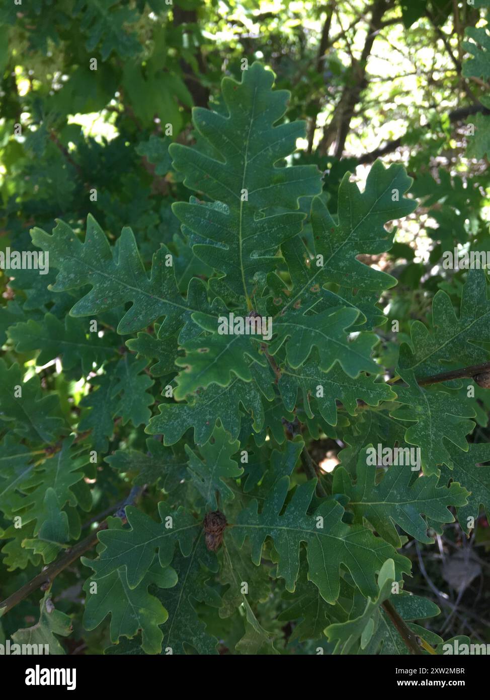downy oak (Quercus pubescens) Plantae Stock Photo - Alamy