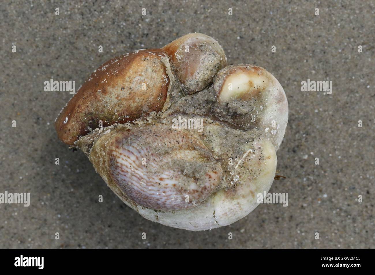 Common Atlantic Slippersnail (Crepidula fornicata) Mollusca Stock Photo ...