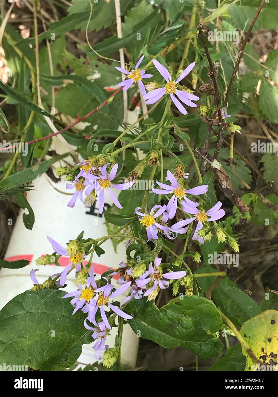 asters and allies (Astereae) Plantae Stock Photo - Alamy