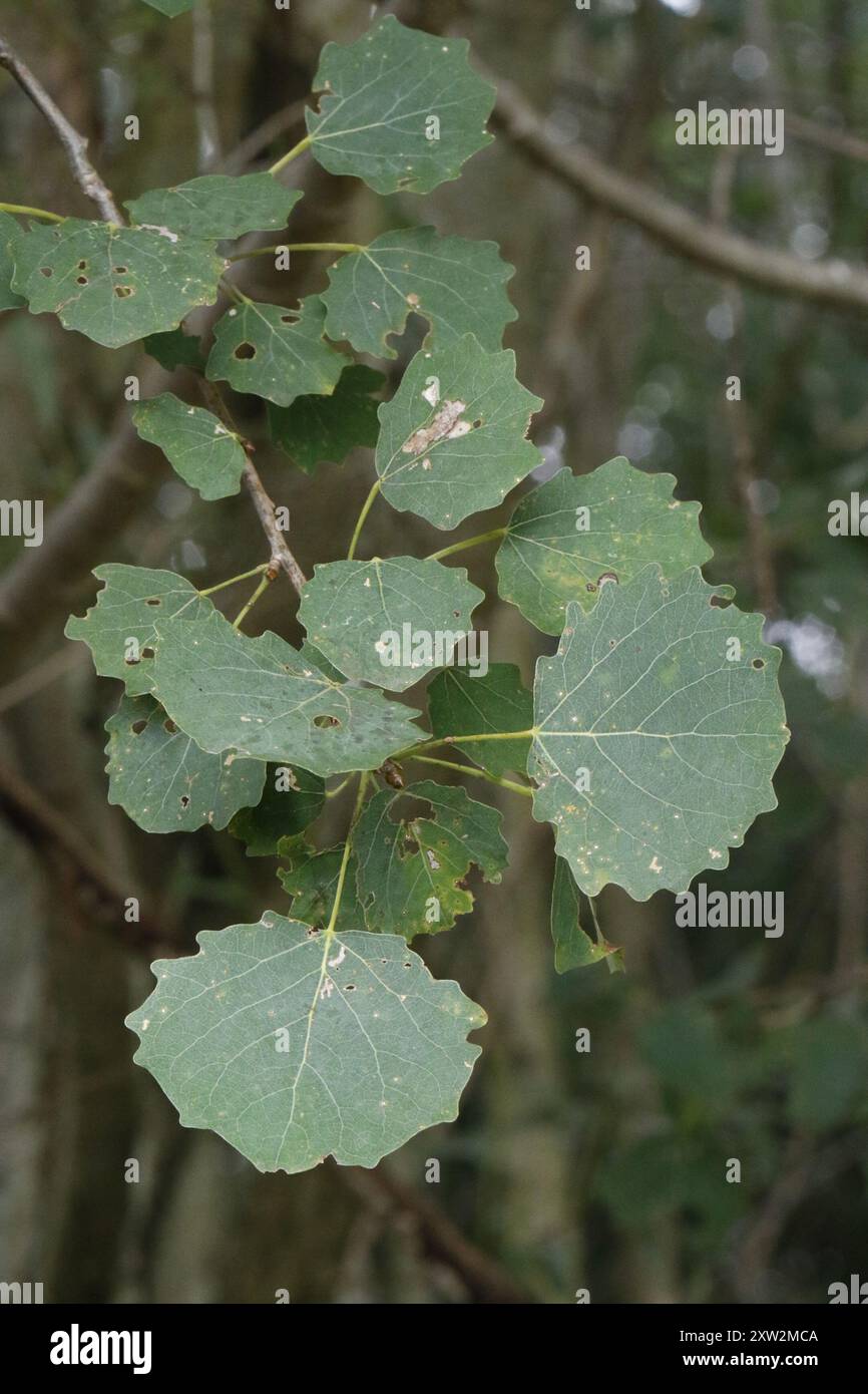 European aspen (Populus tremula) Plantae Stock Photo - Alamy