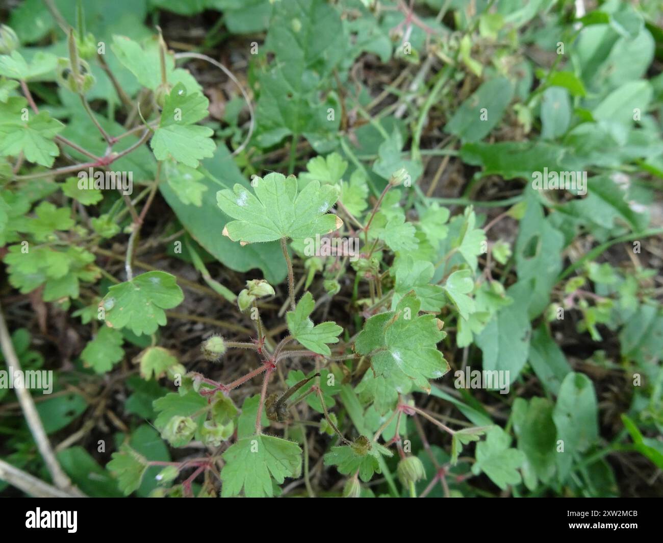 Round-leaved Crane's-bill (Geranium rotundifolium) Plantae Stock Photo ...