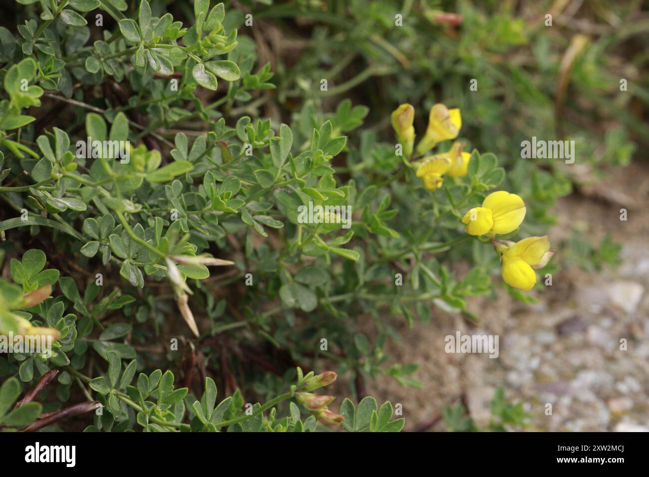 bird's-foot trefoil (Lotus corniculatus) Plantae Stock Photo - Alamy