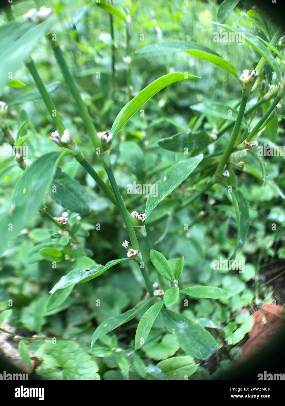 Common Knotgrass Complex (Polygonum aviculare) Plantae Stock Photo - Alamy