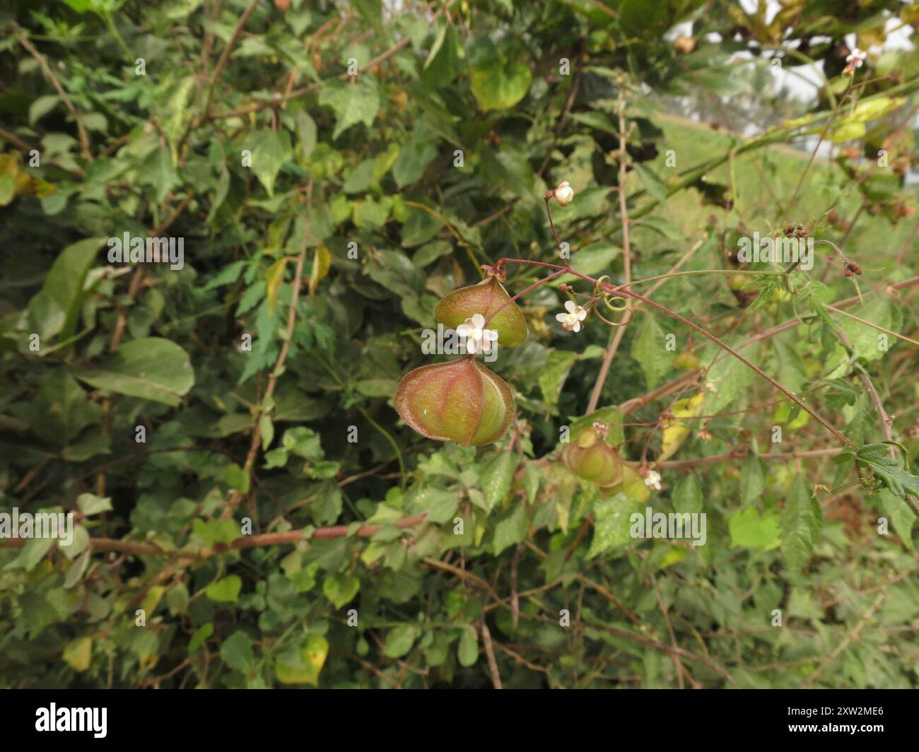 Lesser Balloon Vine (Cardiospermum halicacabum) Plantae Stock Photo - Alamy
