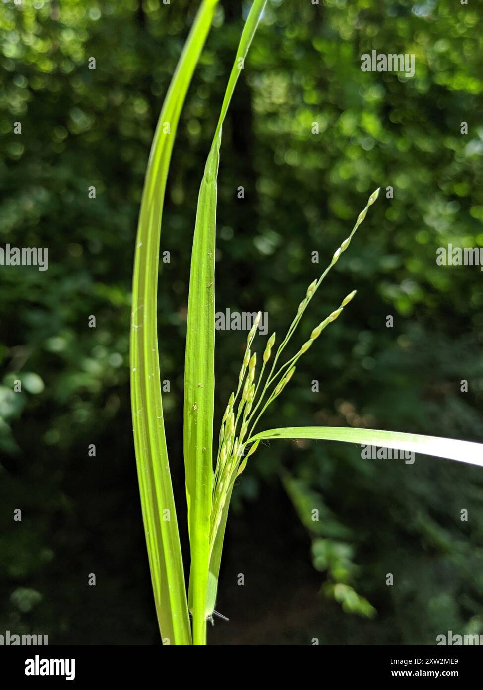bristlegrasses, bluestems, paspalums, and allies (Panicoideae) Plantae ...