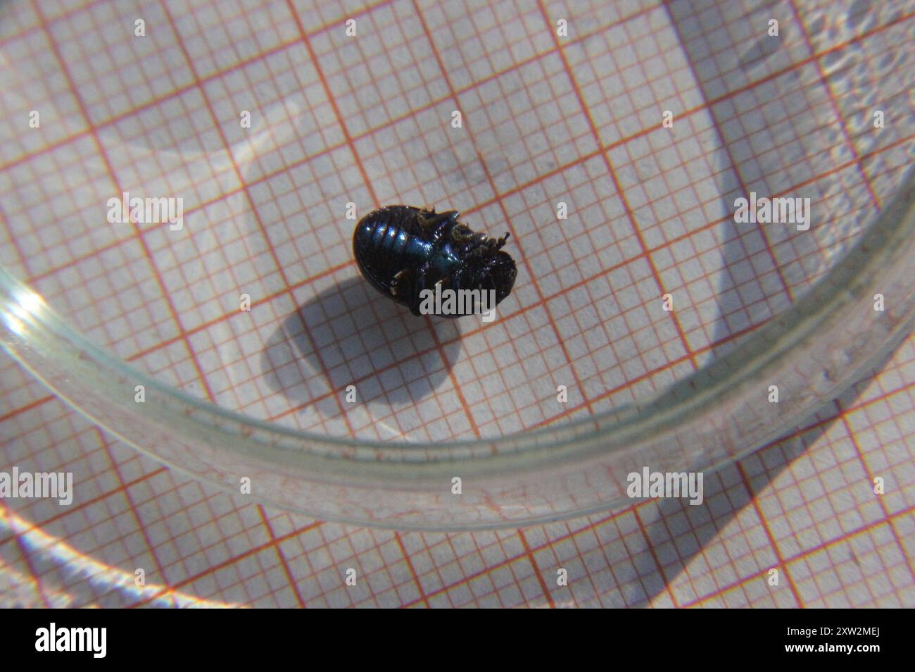 Mint beetle (Chrysolina coerulans) Insecta Stock Photo - Alamy