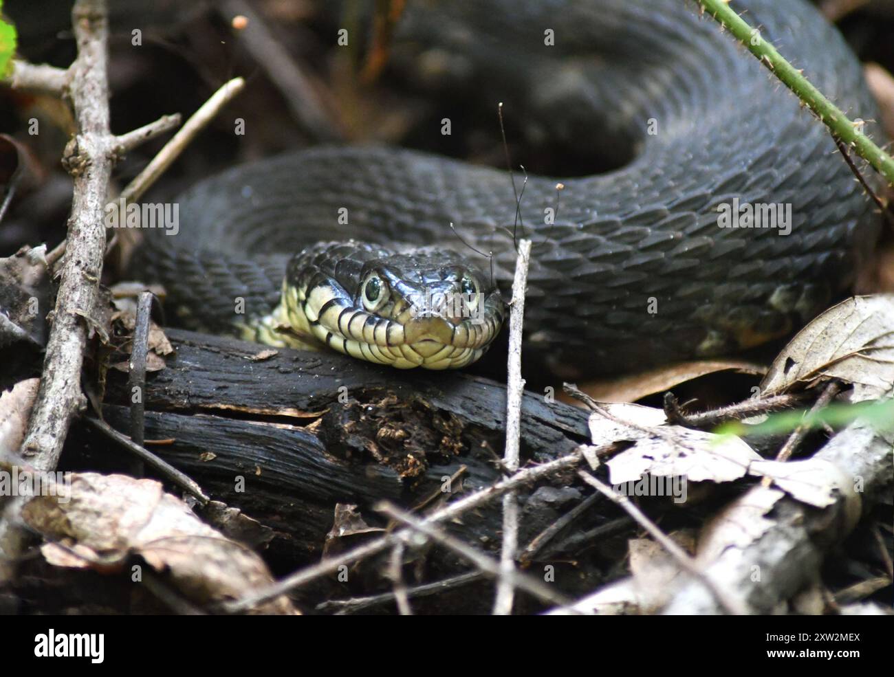 Southern Banded Watersnake (Nerodia fasciata fasciata) Reptilia Stock ...