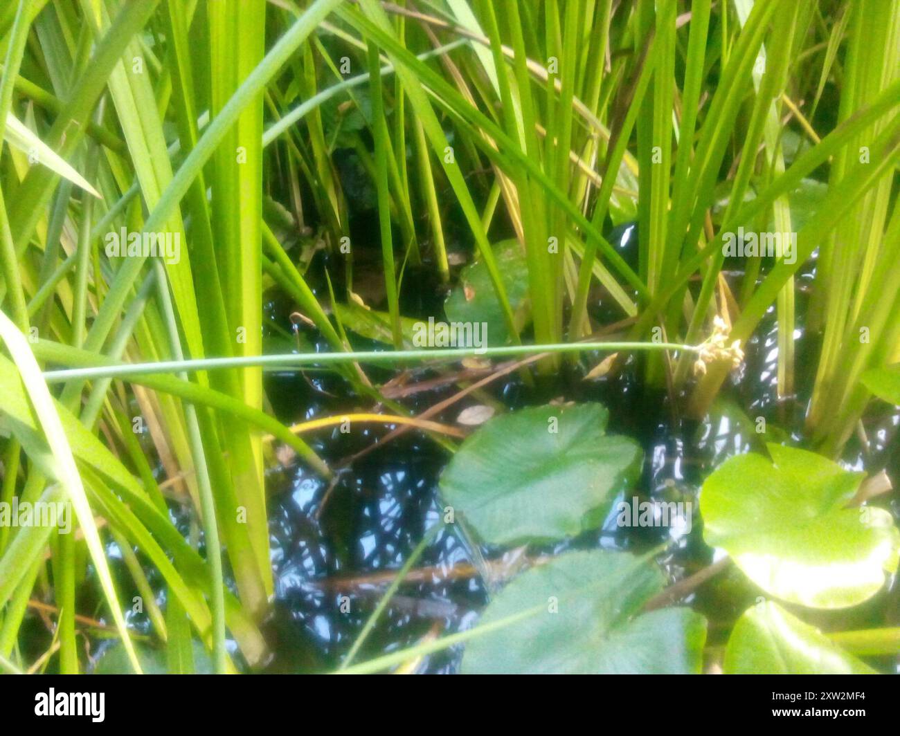 monocots (Liliopsida) Plantae Stock Photo - Alamy
