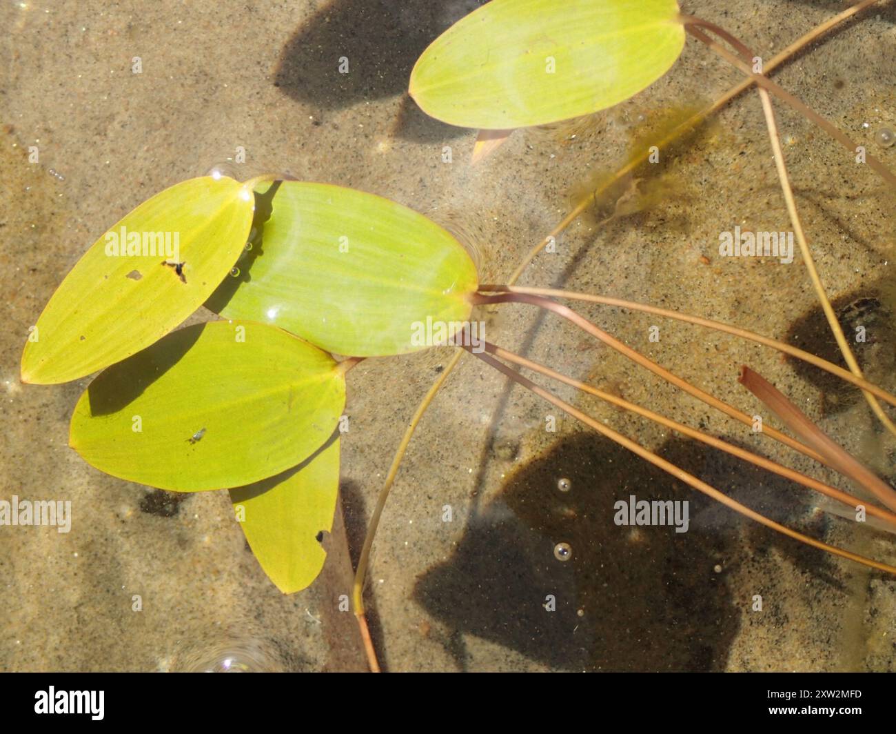 floating-leaved pondweed (Potamogeton natans) Plantae Stock Photo - Alamy