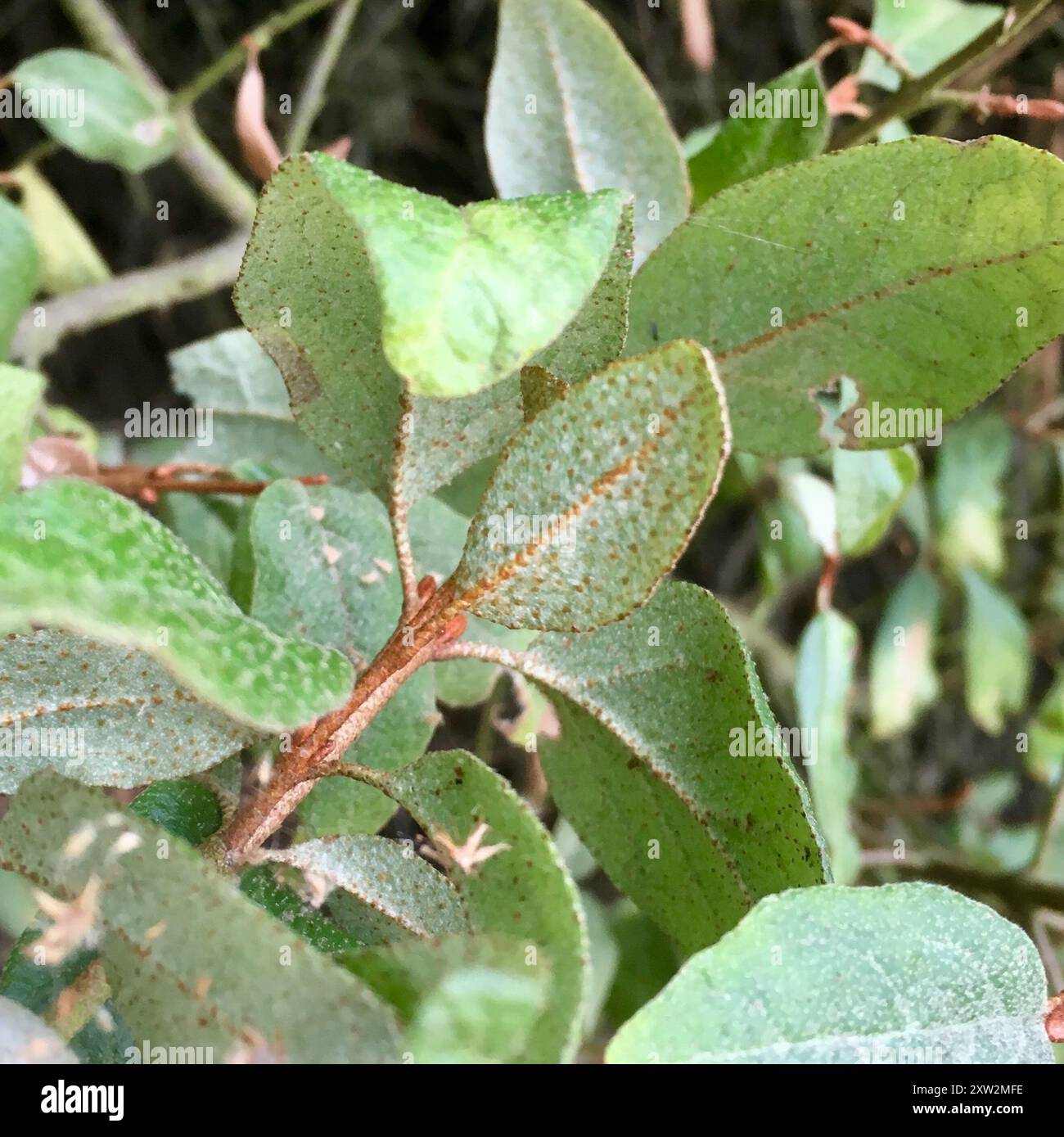 Canadian buffalo-berry (Shepherdia canadensis) Plantae Stock Photo - Alamy