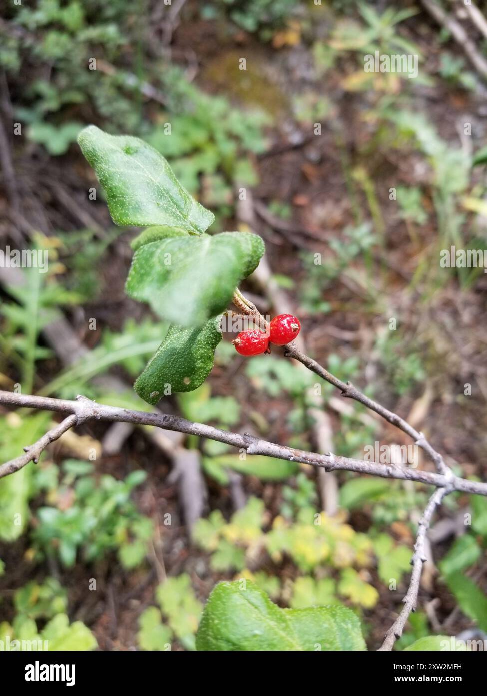Canadian buffalo-berry (Shepherdia canadensis) Plantae Stock Photo - Alamy