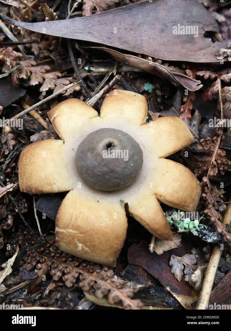 Collared Earthstar (Geastrum triplex) Fungi Stock Photo - Alamy