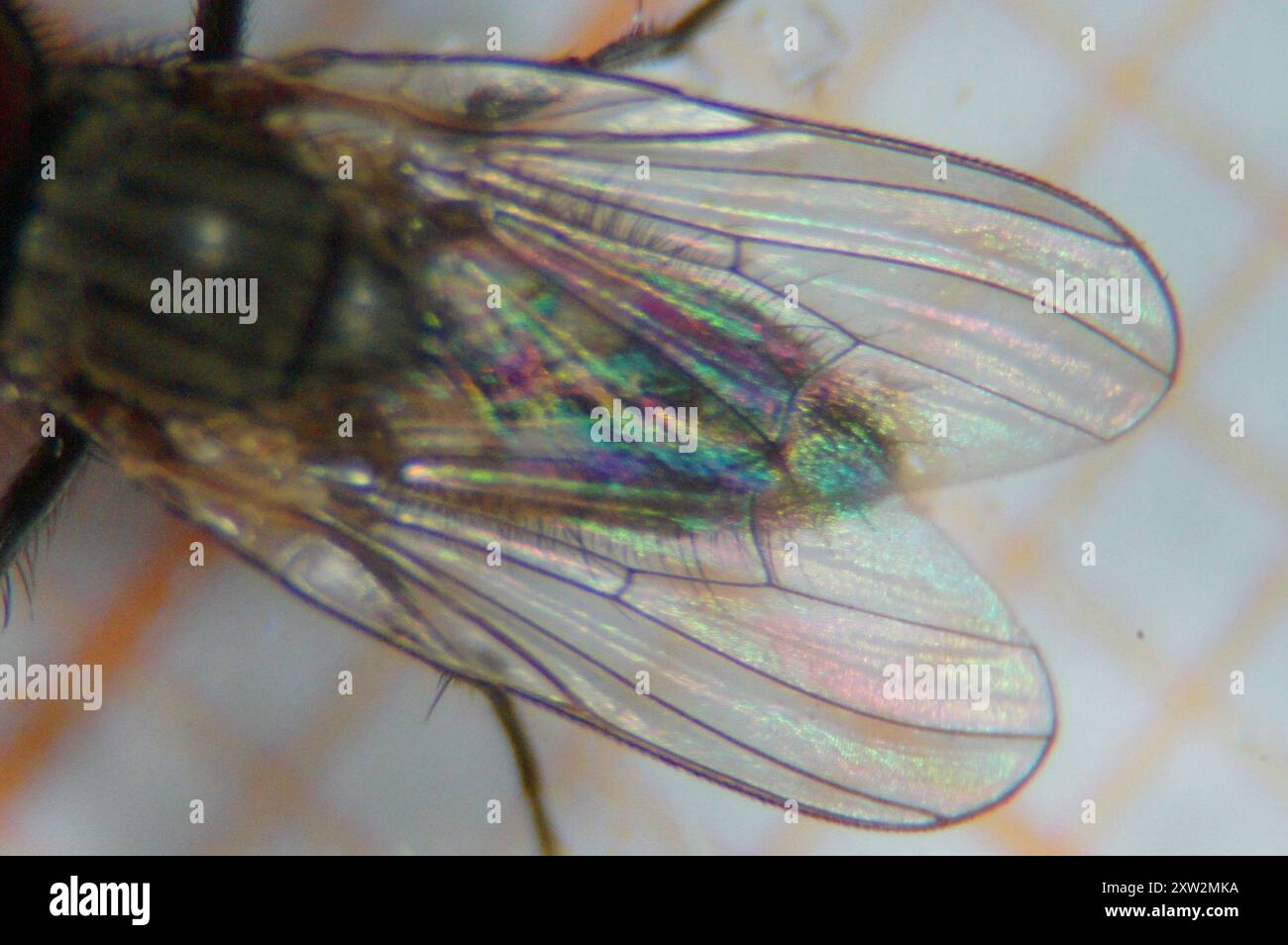 Lesser House Fly (Fannia canicularis) Insecta Stock Photo - Alamy