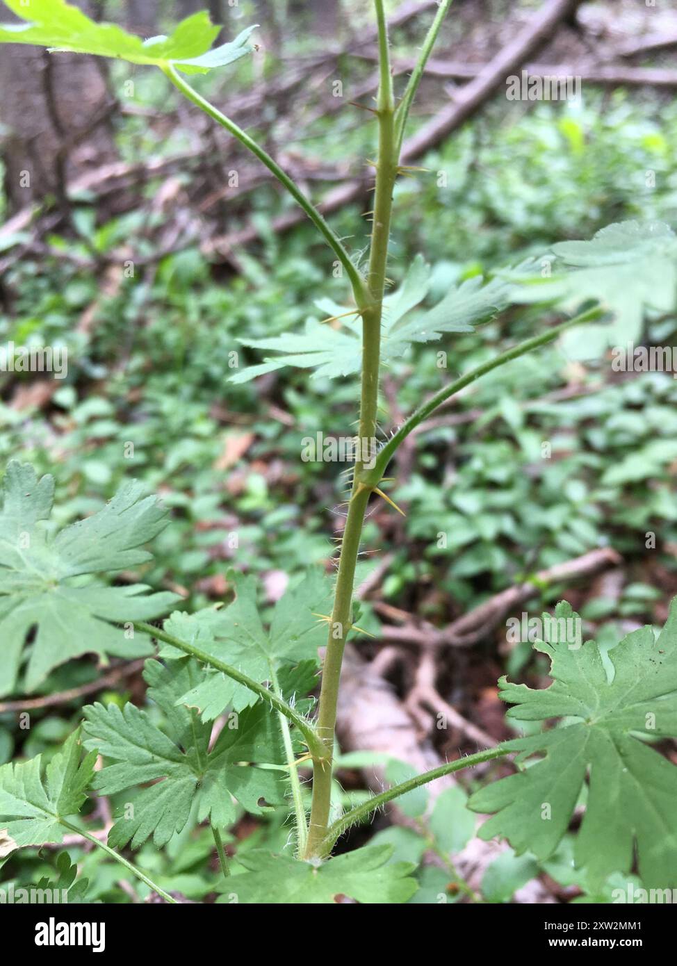 white-stemmed gooseberry (Ribes inerme) Plantae Stock Photo - Alamy
