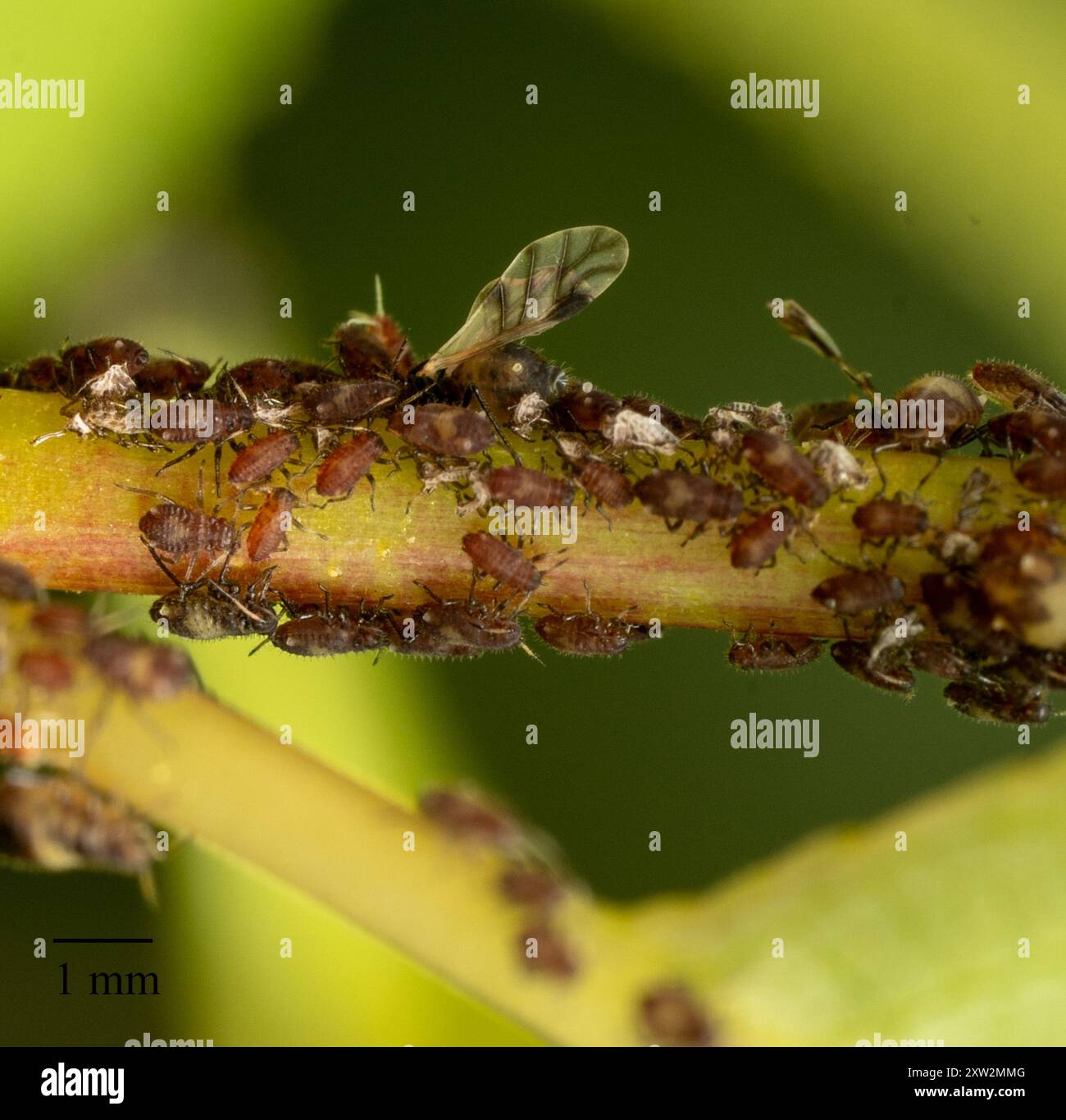 Smoky Poplar Aphid (Chaitophorus populicola) Insecta Stock Photo - Alamy
