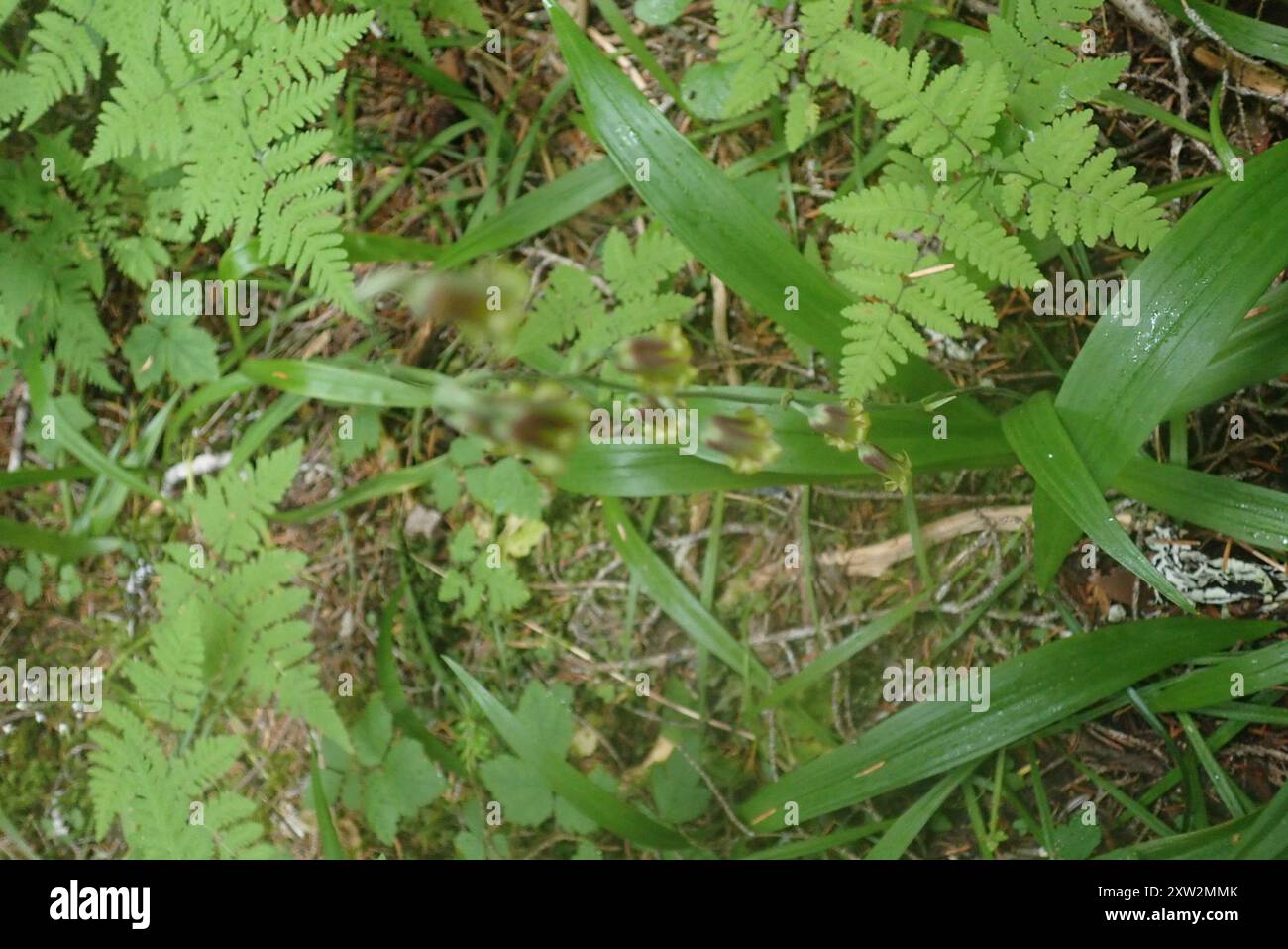 bronze-bells (Anticlea occidentalis) Plantae Stock Photo - Alamy