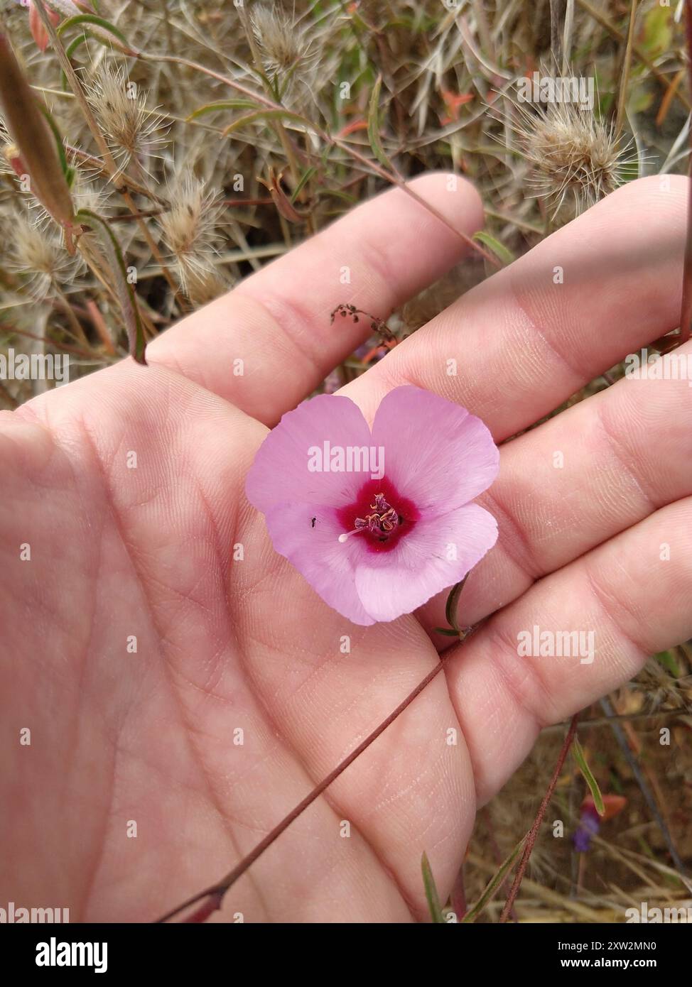 ruby chalice clarkia (Clarkia rubicunda) Plantae Stock Photo - Alamy