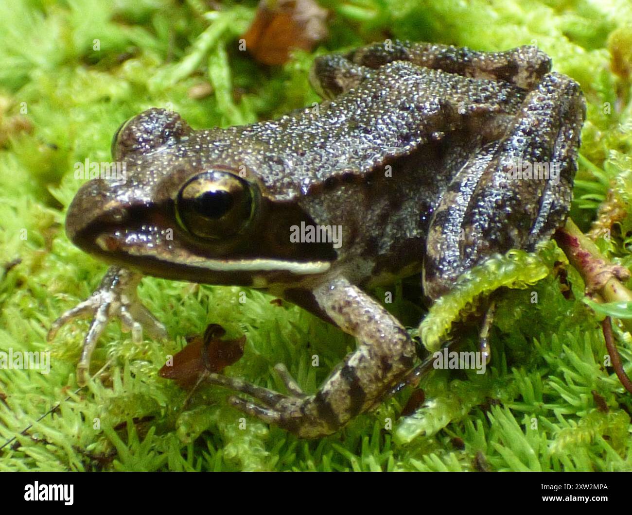 Wood Frog (Lithobates sylvaticus) Amphibia Stock Photo - Alamy