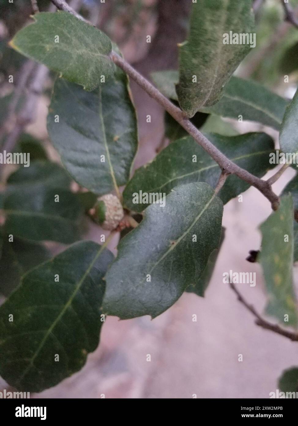 gray oak (Quercus grisea) Plantae Stock Photo - Alamy