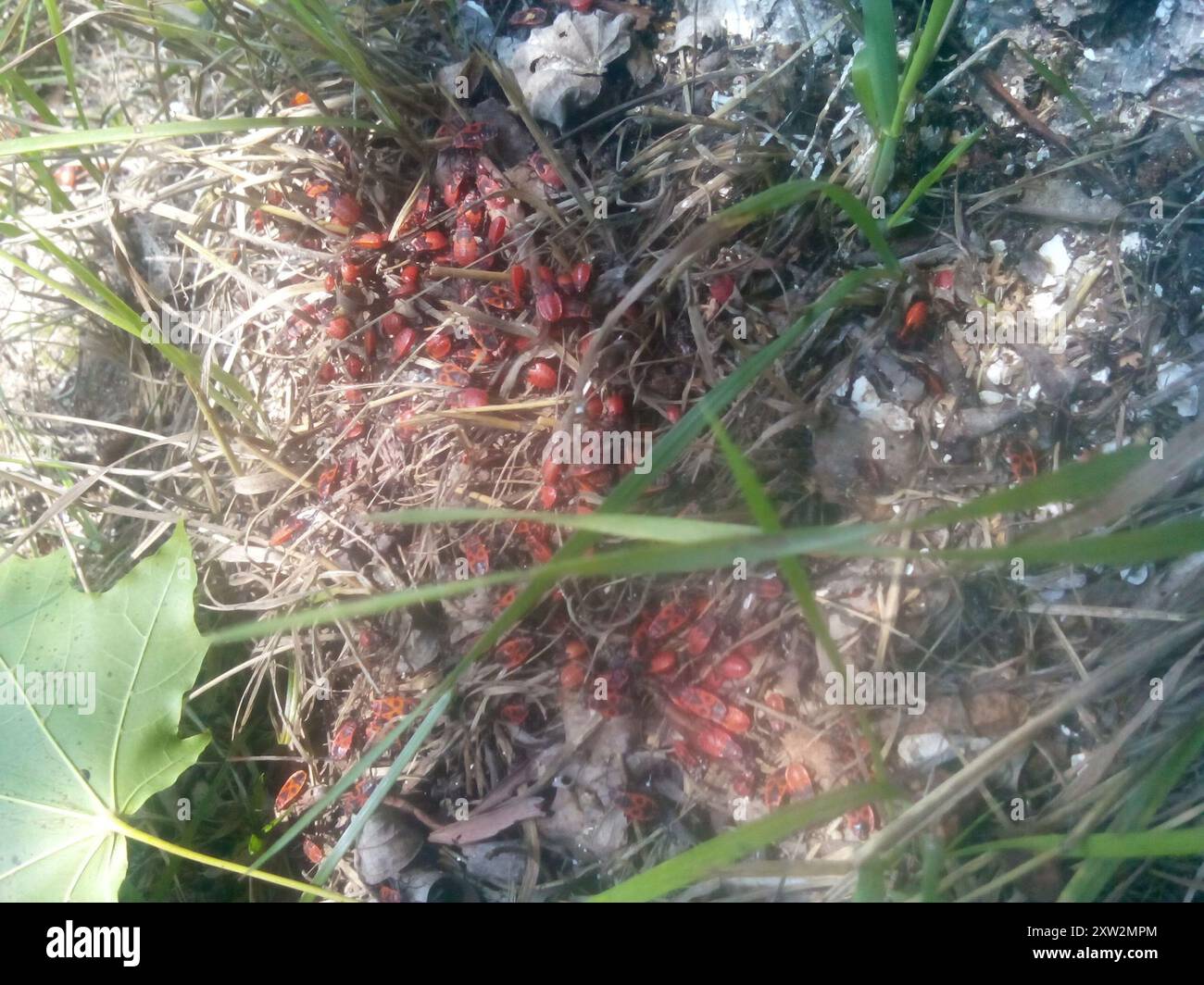 European Firebug (Pyrrhocoris apterus) Insecta Stock Photo - Alamy