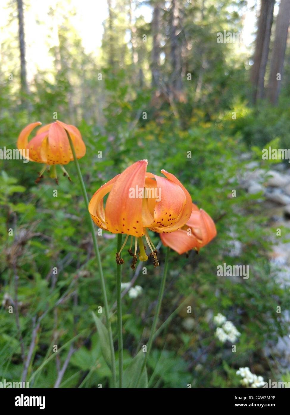 shasta lily (Lilium pardalinum shastense) Plantae Stock Photo - Alamy