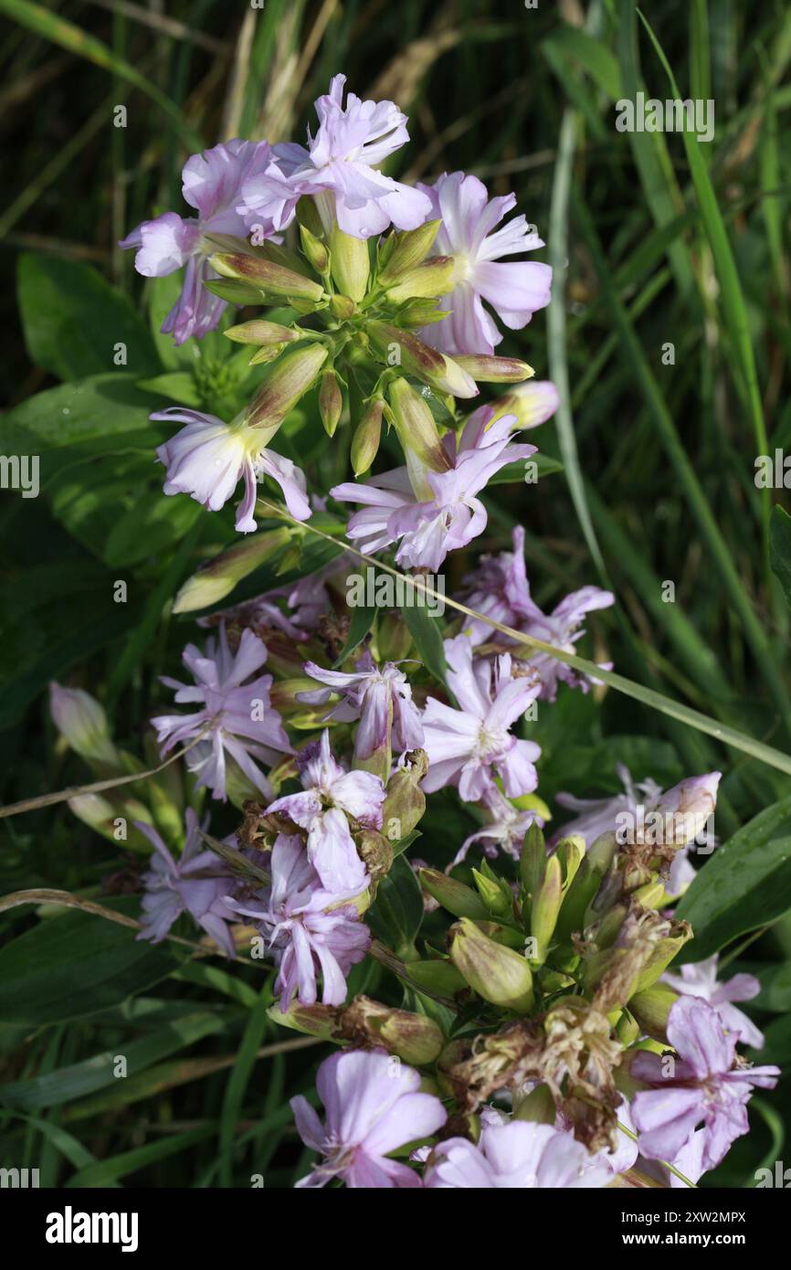 common soapwort (Saponaria officinalis) Plantae Stock Photo - Alamy