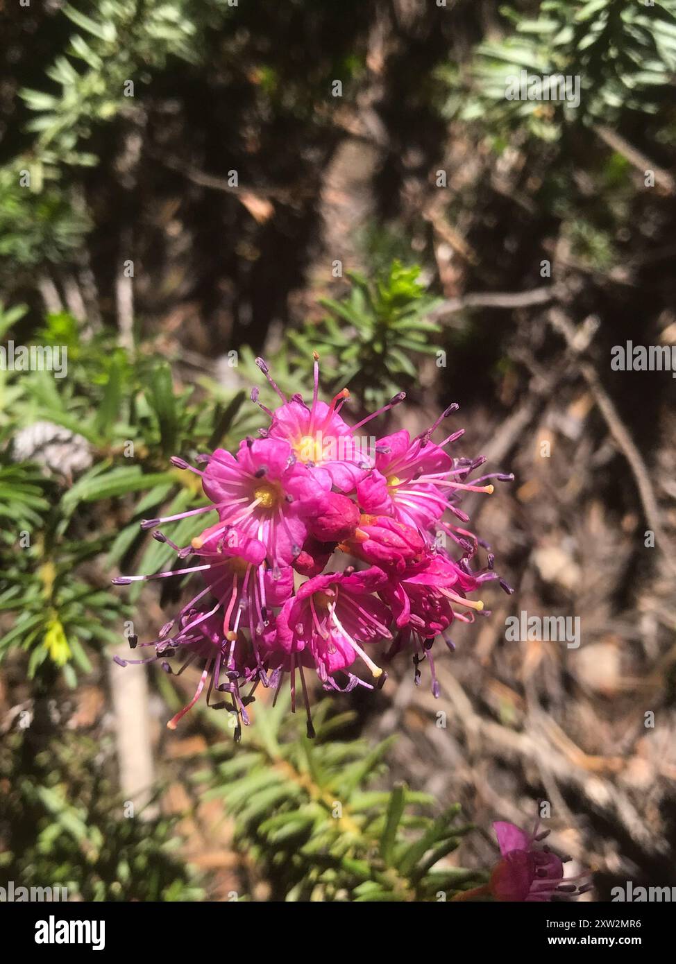 Purple Mountain-heath (Phyllodoce breweri) Plantae Stock Photo - Alamy