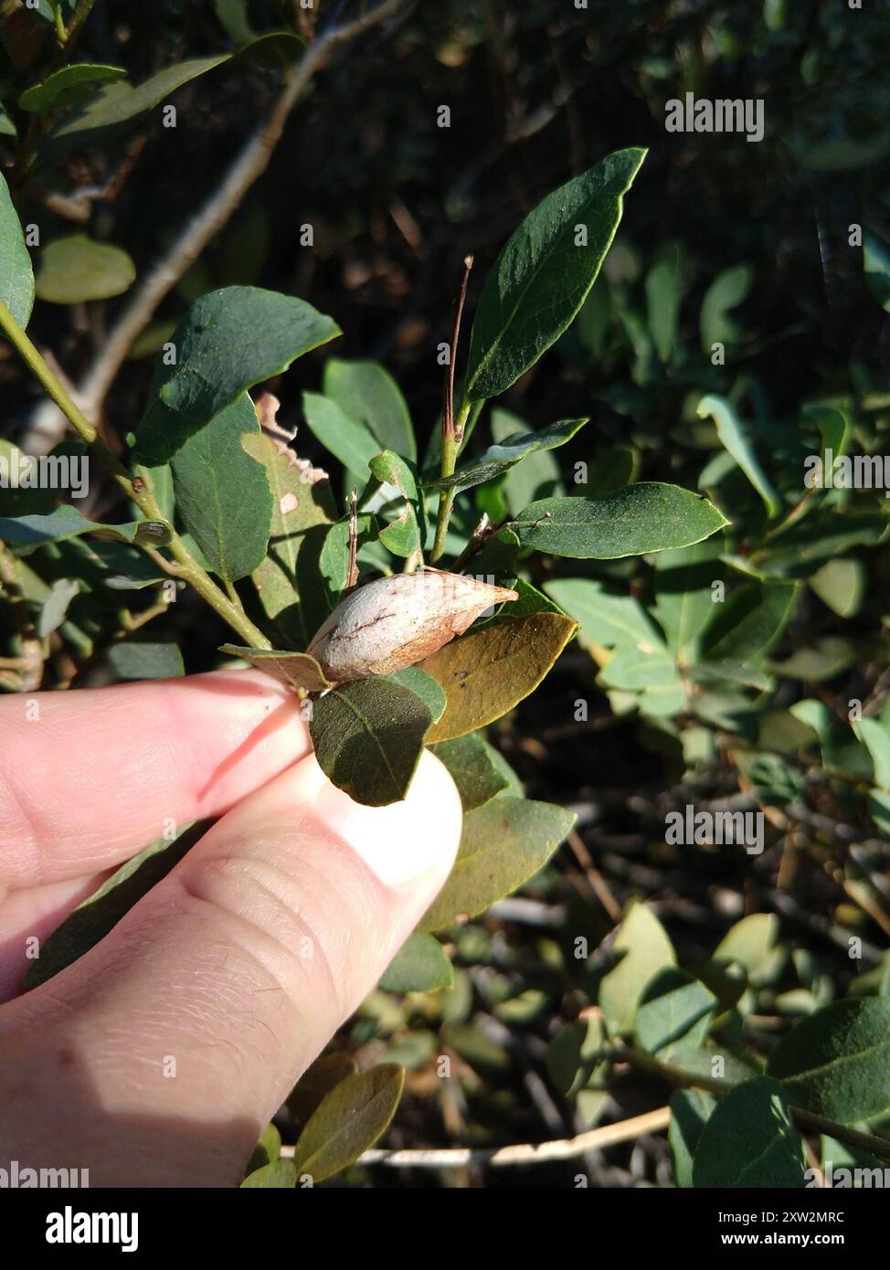 Beaked Spindle Gall Wasp (Heteroecus pacificus) Insecta Stock Photo - Alamy