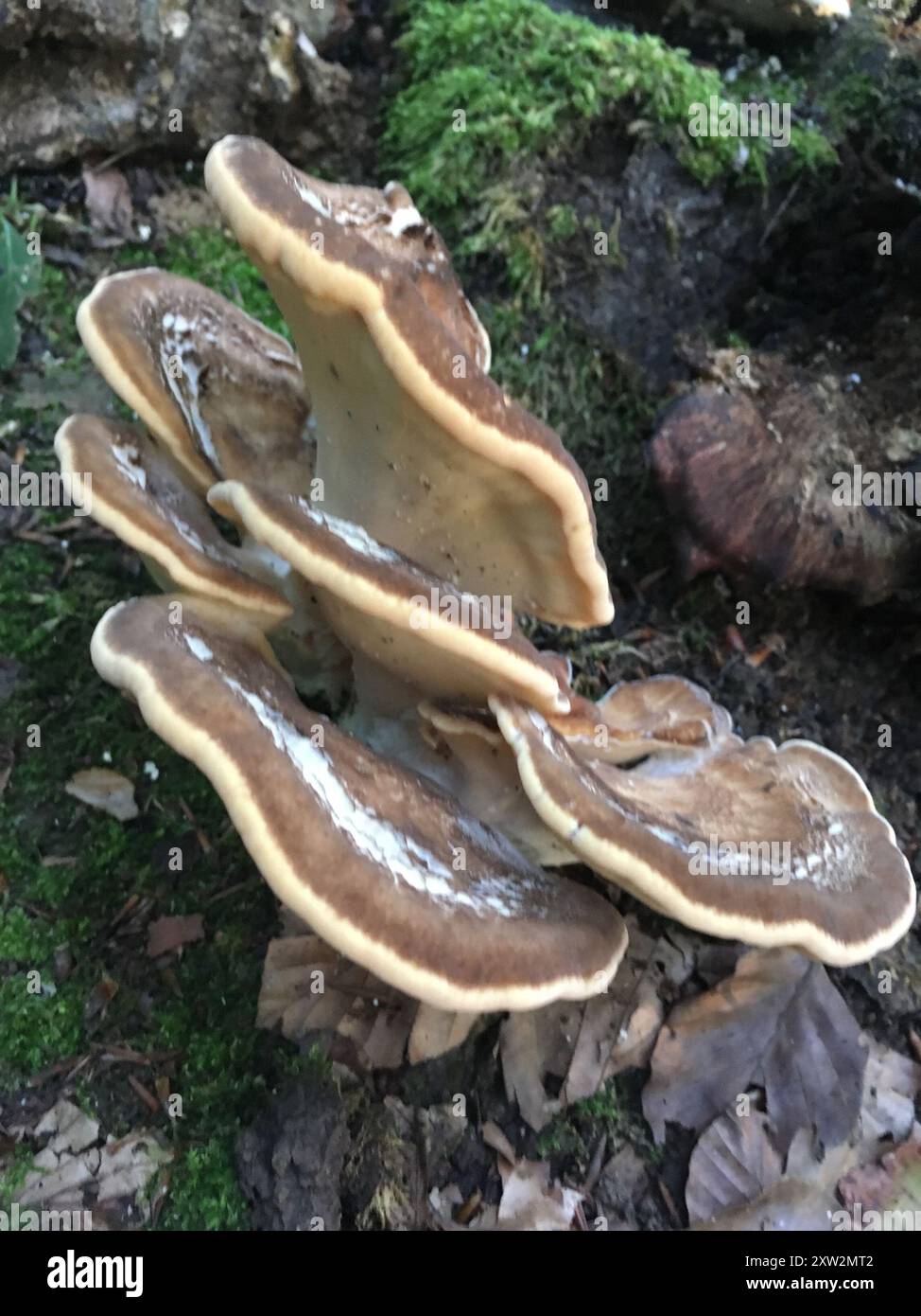 Giant Polypore (Meripilus giganteus) Fungi Stock Photo - Alamy