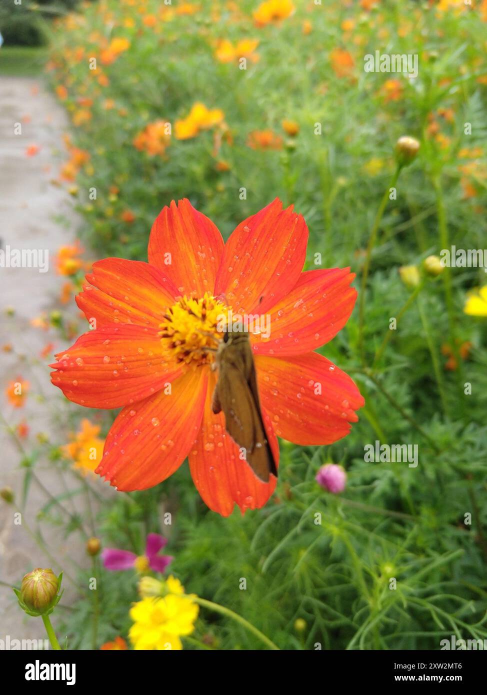 Common Straight Swift (Parnara guttata) Insecta Stock Photo - Alamy