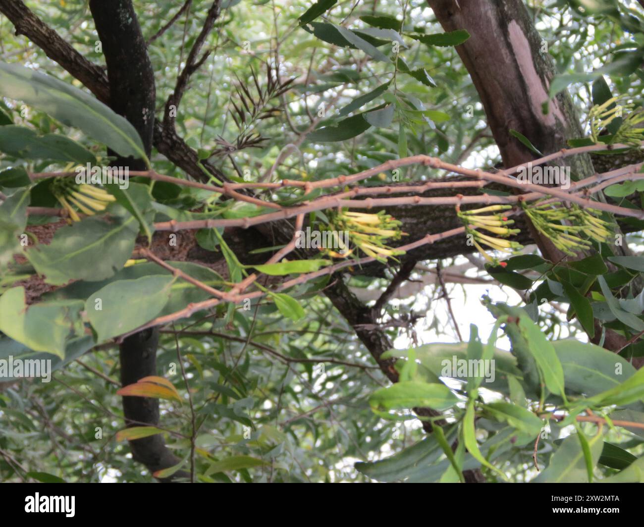 leafy mistletoe (Dendrophthoe falcata) Plantae Stock Photo - Alamy