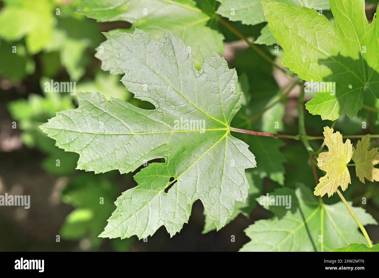 silver maple (Acer saccharinum) Plantae Stock Photo - Alamy