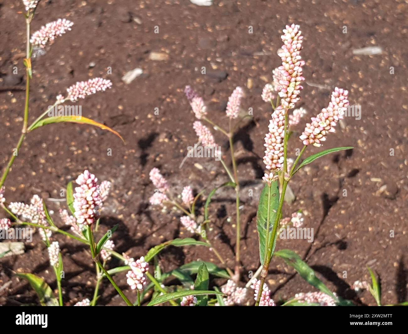 spotted lady's thumb (Persicaria maculosa) Plantae Stock Photo - Alamy
