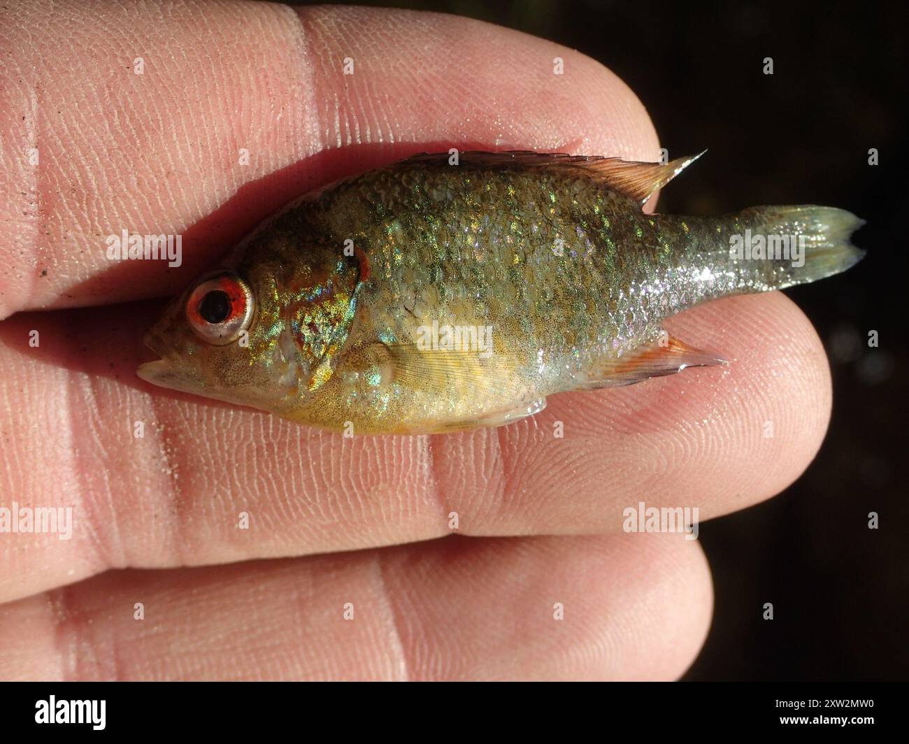 Northern Sunfish (Lepomis peltastes) Actinopterygii Stock Photo - Alamy
