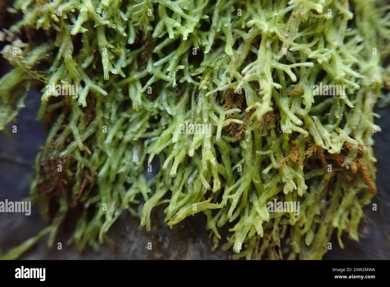 Rock Veilwort (Metzgeria conjugata) Plantae Stock Photo - Alamy