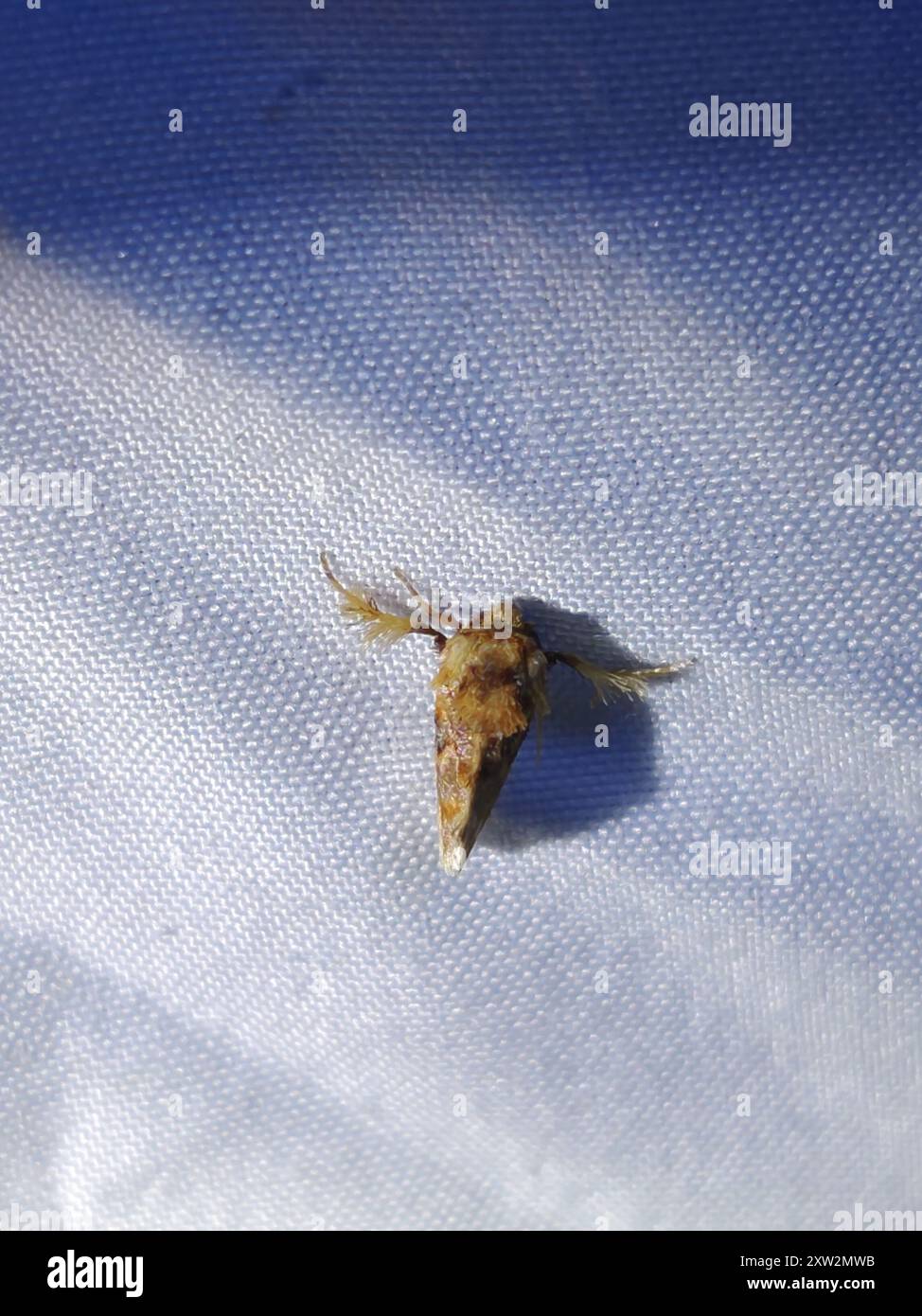 Spun Glass Slug Moth (Isochaetes beutenmuelleri) Insecta Stock Photo ...