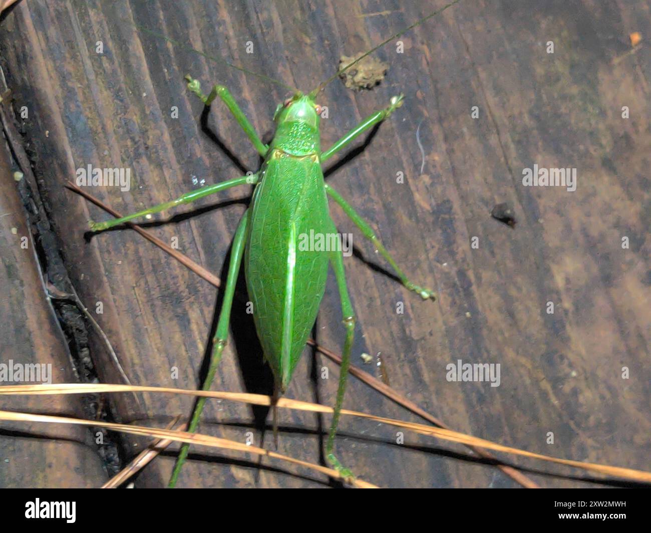 Common True Katydid (Pterophylla camellifolia) Insecta Stock Photo - Alamy