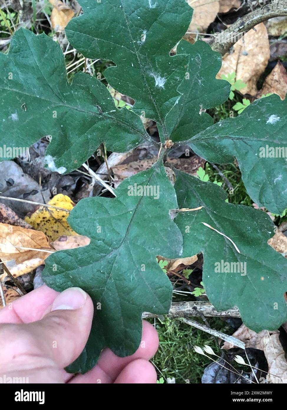 Oregon oak (Quercus garryana) Plantae Stock Photo - Alamy