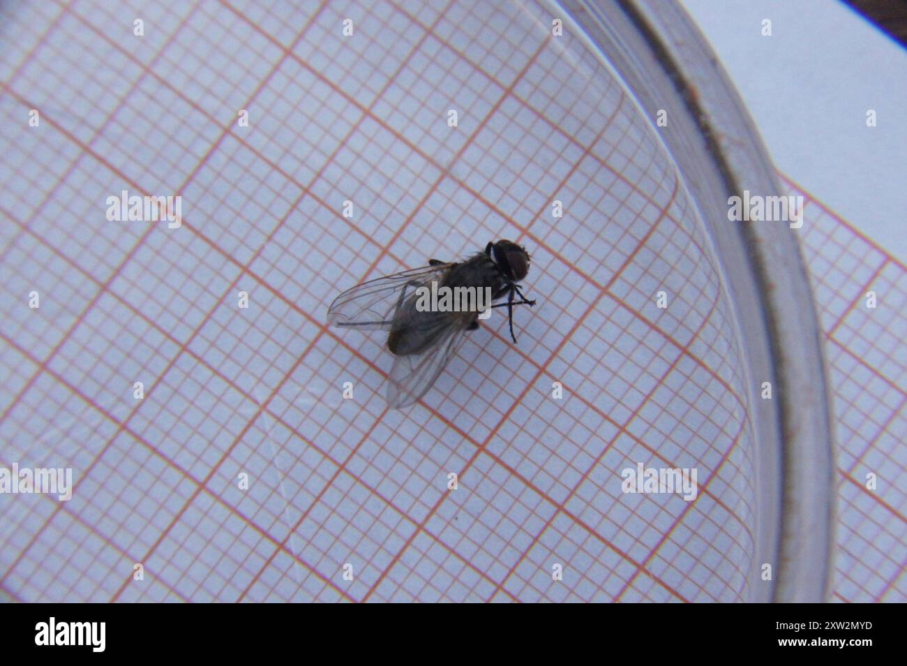 Common House Fly (Musca domestica) Insecta Stock Photo - Alamy