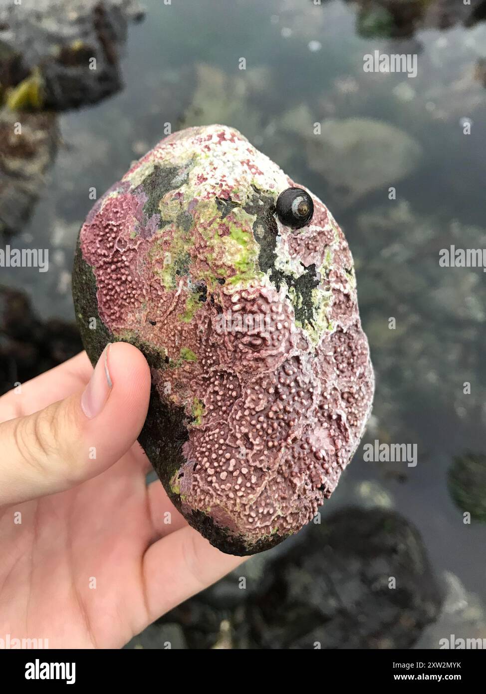 Crustose coralline algae (Lithothamnion) Plantae Stock Photo - Alamy