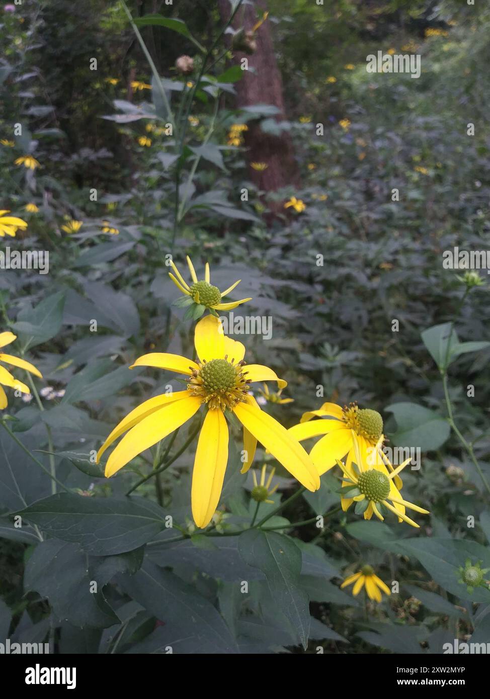cutleaf coneflower (Rudbeckia laciniata) Plantae Stock Photo - Alamy