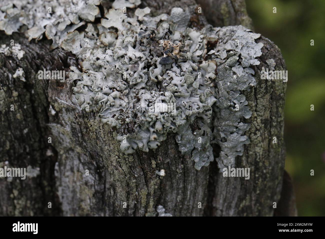 shield lichen (Parmelia sulcata) Fungi Stock Photo - Alamy