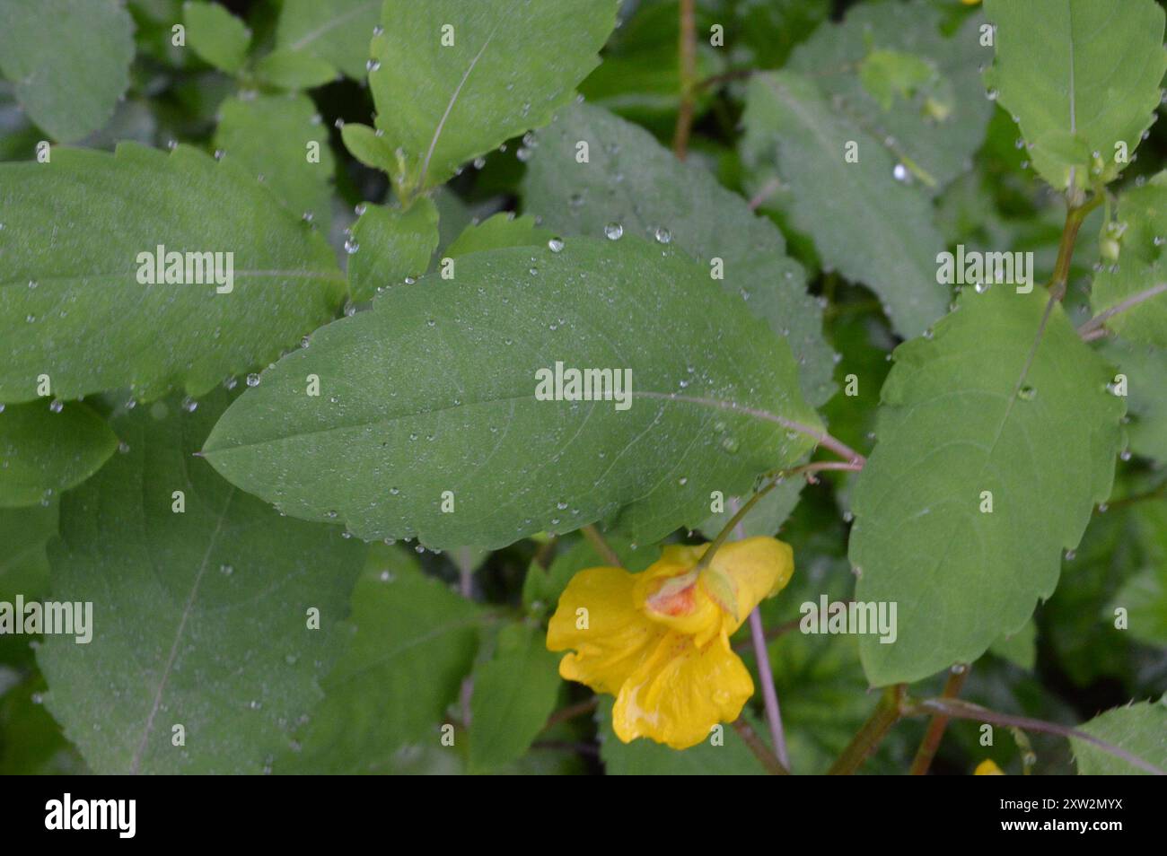 Touch-me-not Balsam (Impatiens noli-tangere) Plantae Stock Photo - Alamy