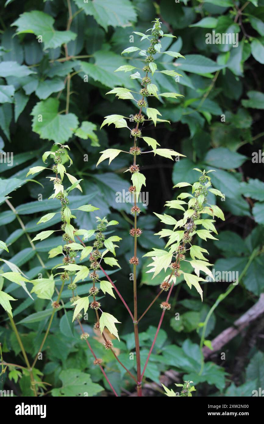 common motherwort (Leonurus cardiaca) Plantae Stock Photo - Alamy