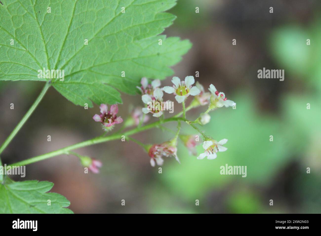 skunk currant (Ribes glandulosum) Plantae Stock Photo - Alamy