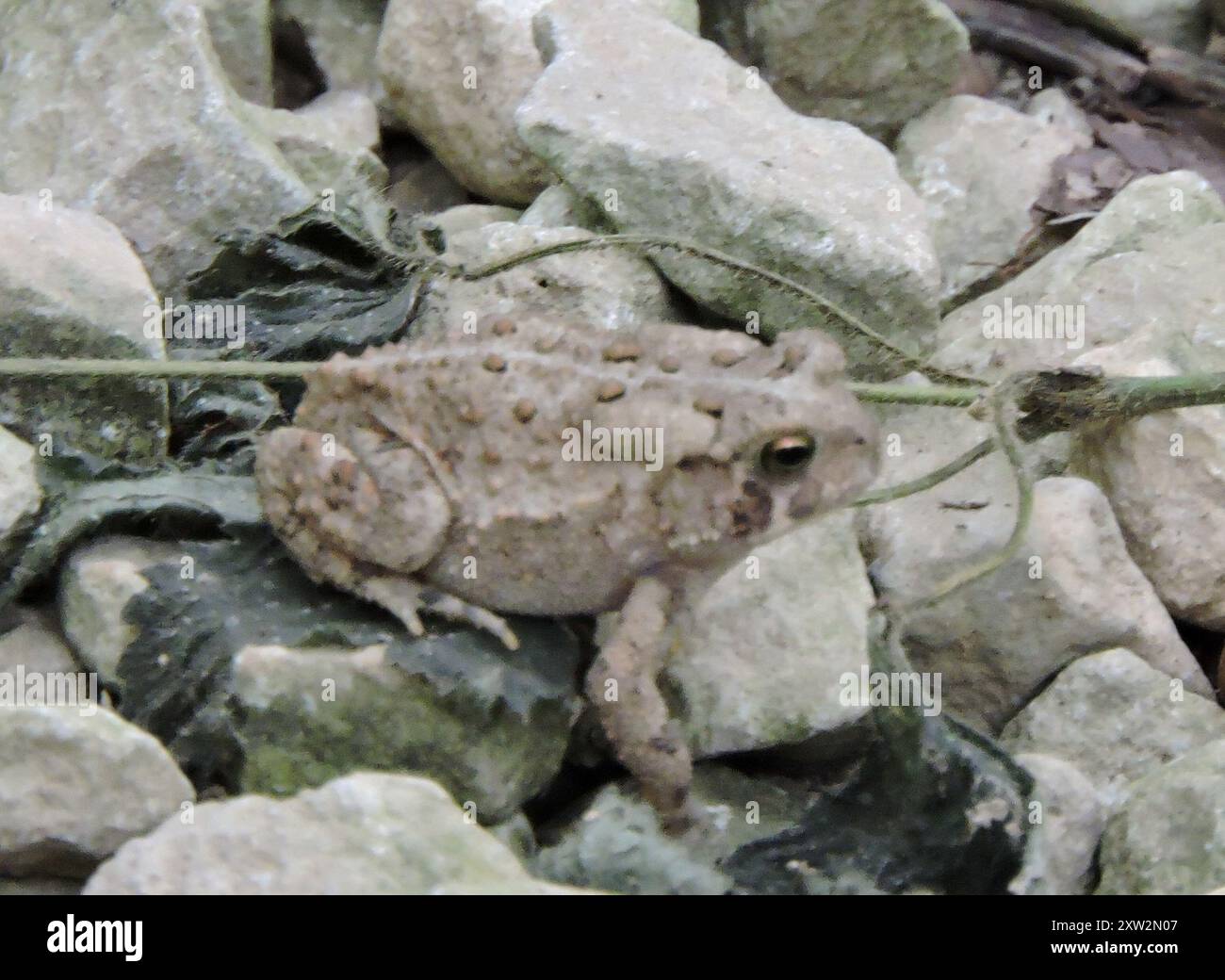 Eastern American Toad (Anaxyrus americanus americanus) Amphibia Stock ...