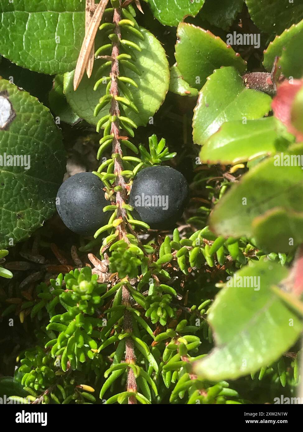 black crowberry (Empetrum nigrum) Plantae Stock Photo - Alamy